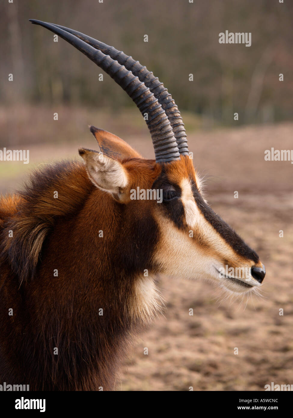 Crazy Horned Antelope Wallpapers Spiral Horned Antelope At San Diego