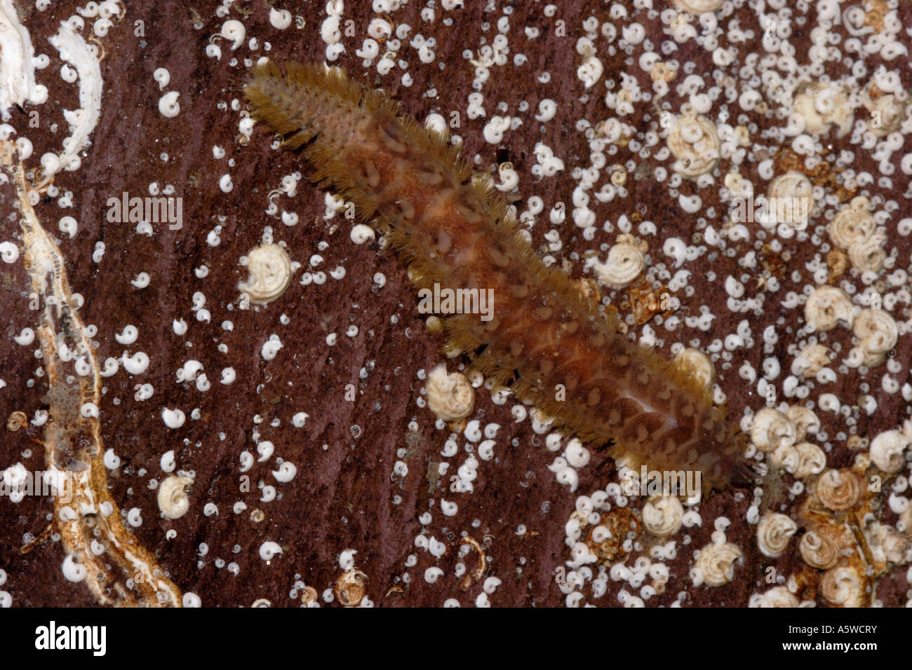 Scale worm hi-res stock photography and images - Alamy