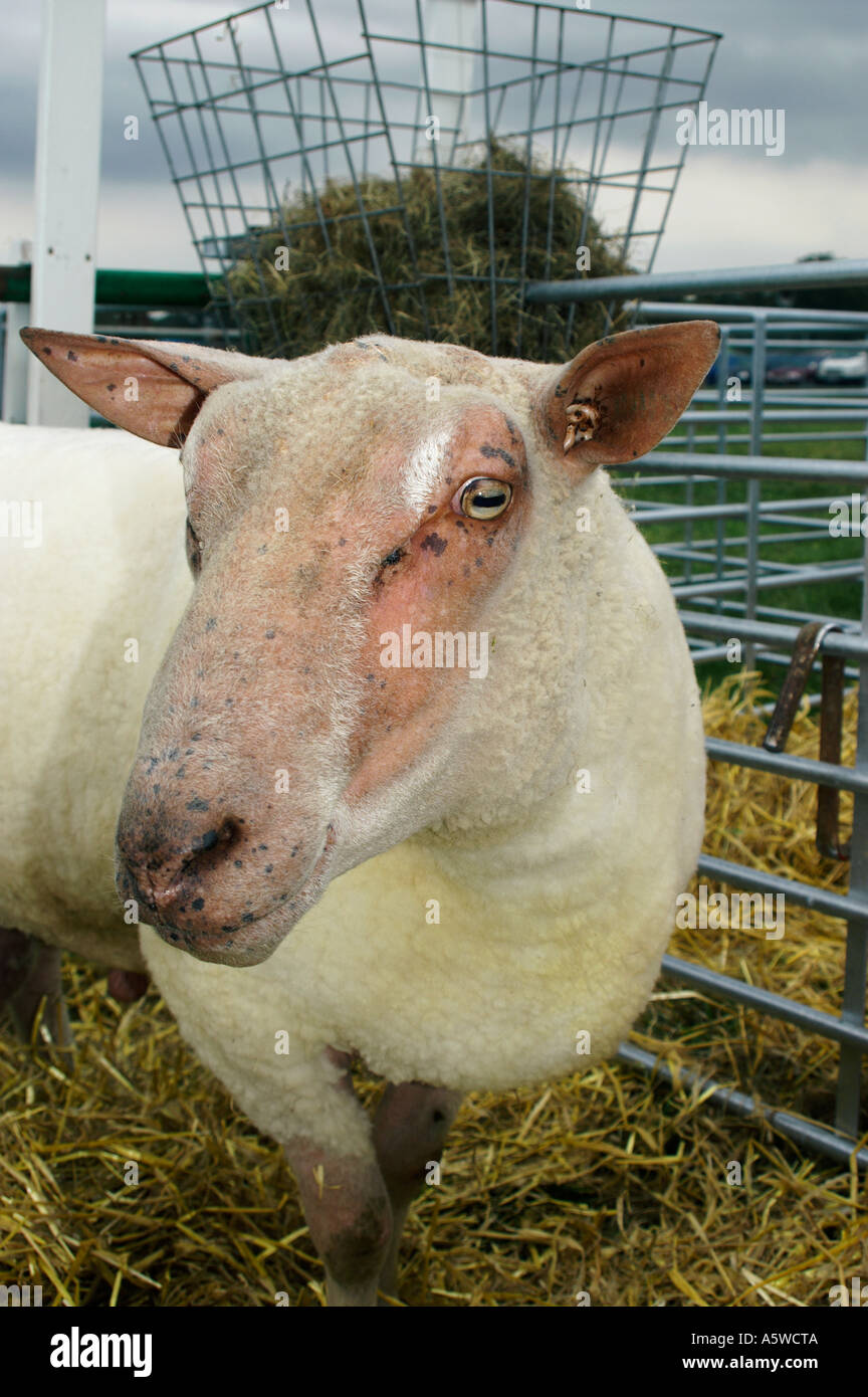 Charollais sheep hi-res stock photography and images - Alamy