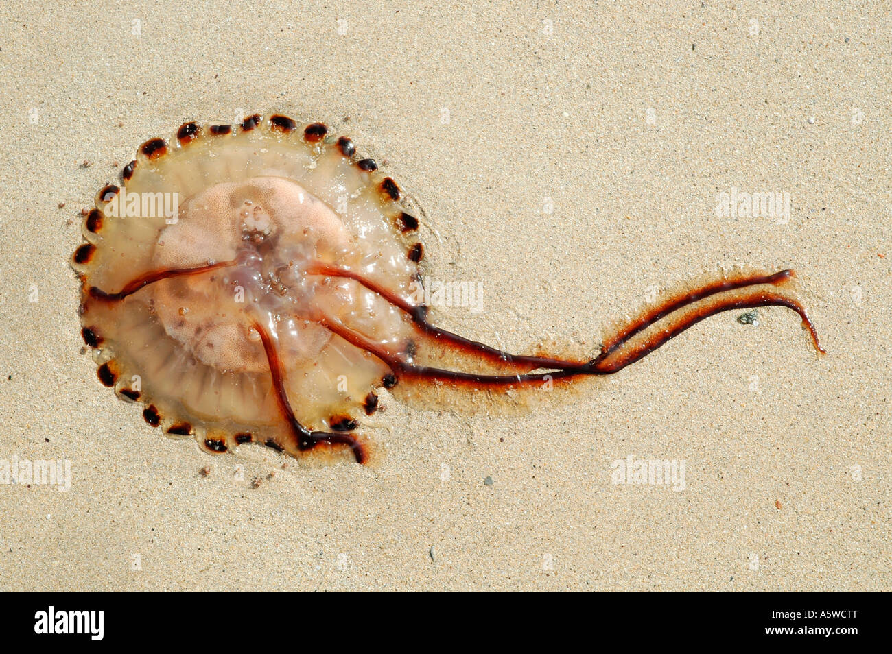 Compass jellyfish Chrysaora hysoscella Pelagiidae stranded on the shore ...
