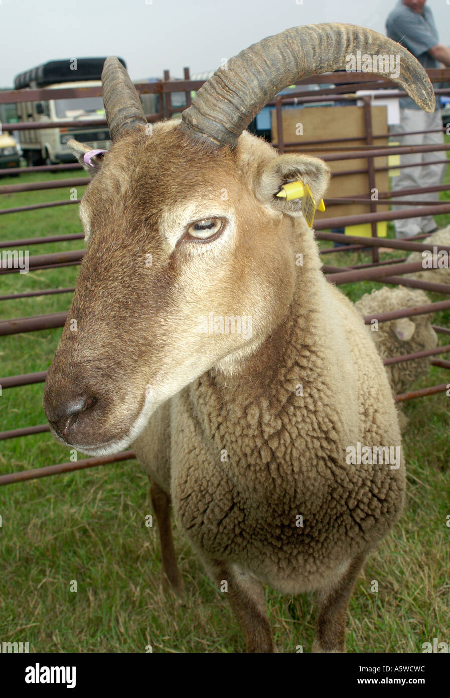 Toggenburg Goat at country show England UK Stock Photo - Alamy