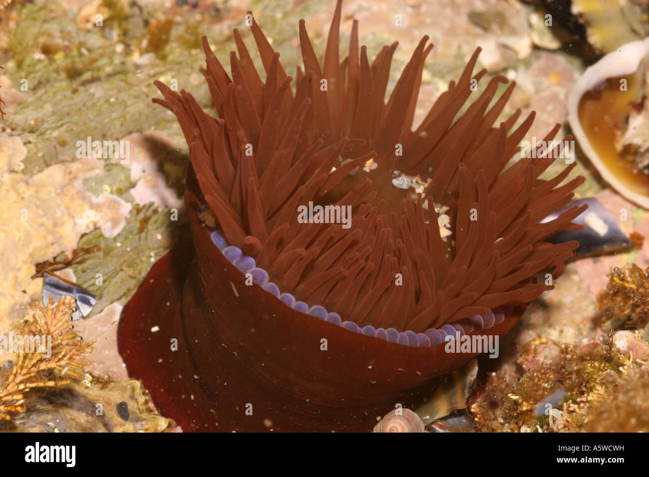 Beadlet anemone Actinia equina Actiniidae in a rockpool UK Stock Photo ...