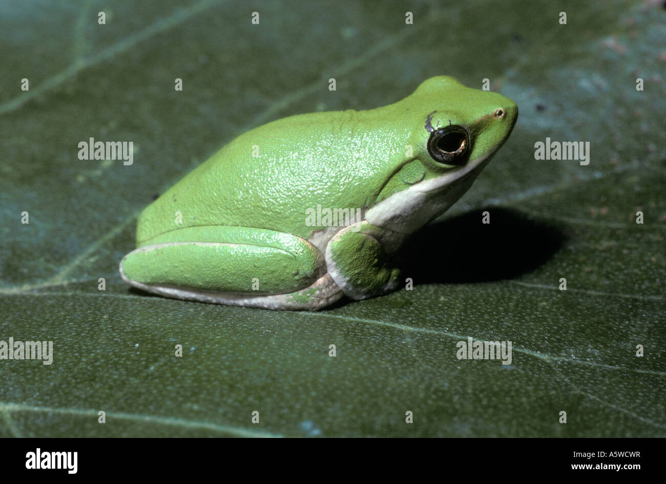 Eastern dwarf tree frog Litoria fallax Hylidae in typical daytime ...