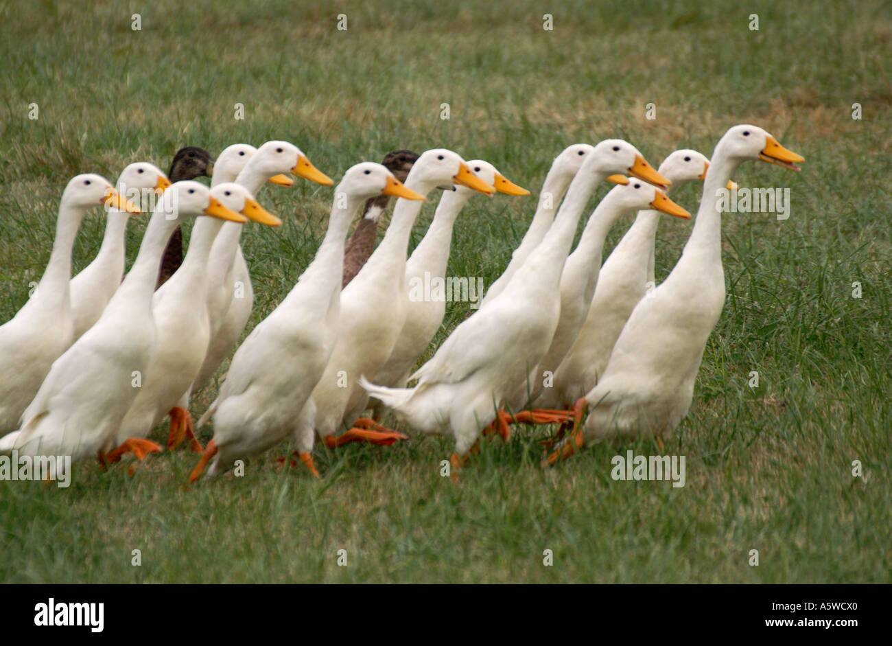 A5wcx0 white indian runner ducks hi-res stock photography and images ...