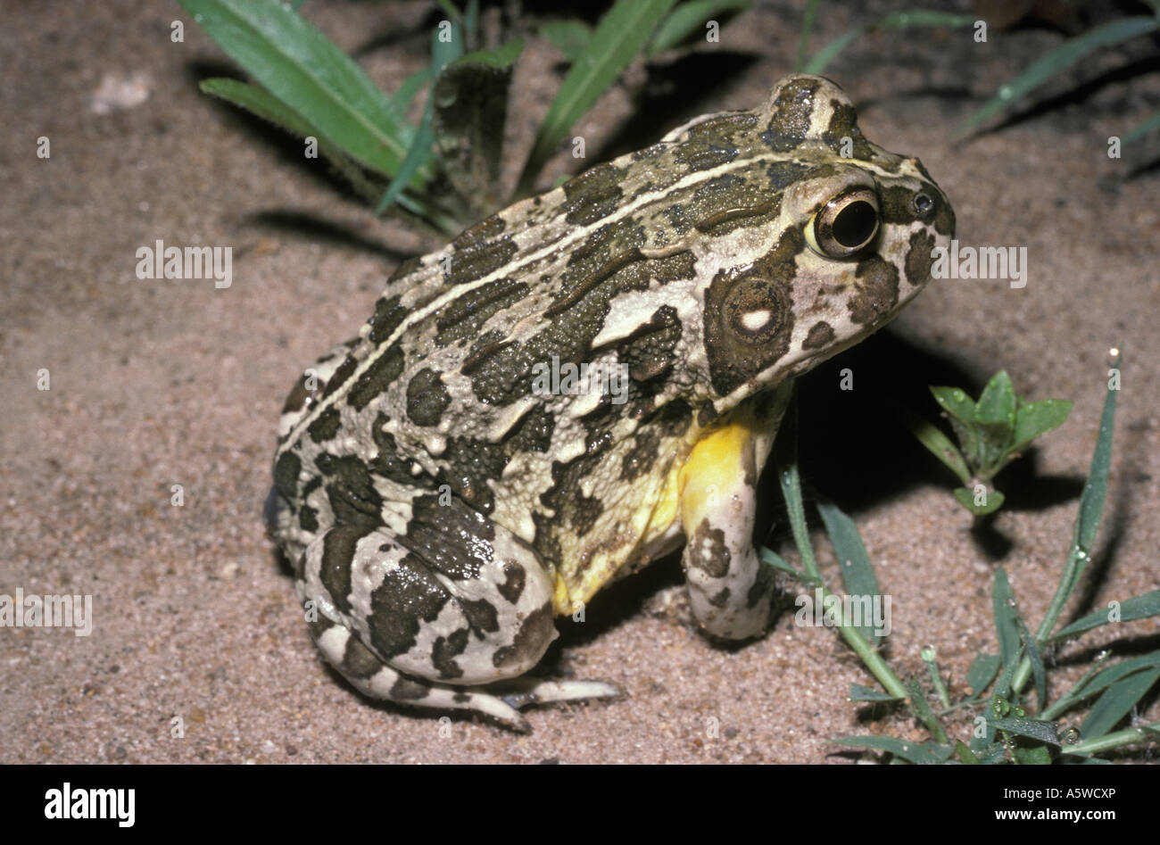 Giant / African bullfrog Pyxicephalus adspersus Ranidae at night in ...