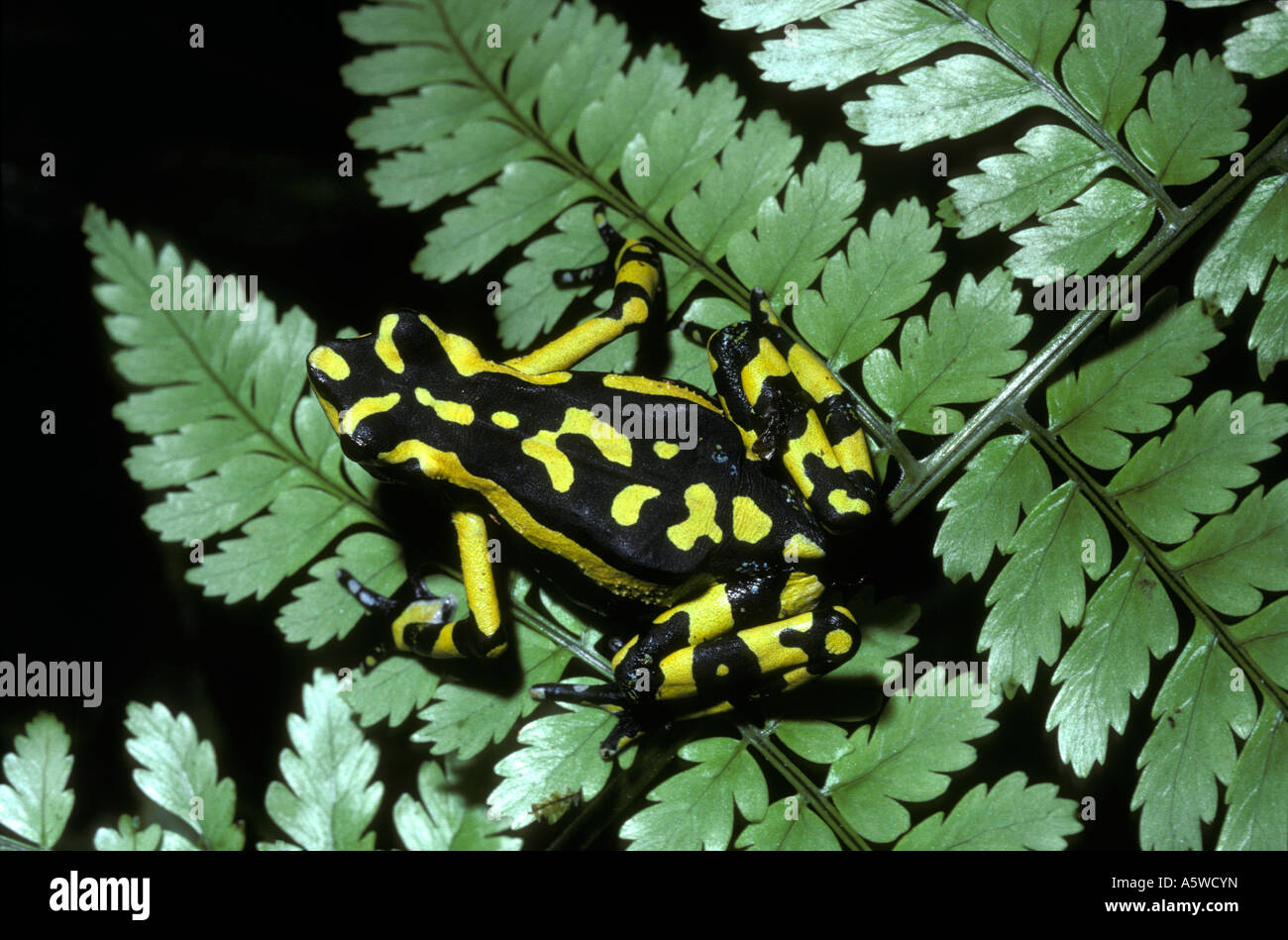Costa Rican Variable Harlequin Toad Atelopus Varius