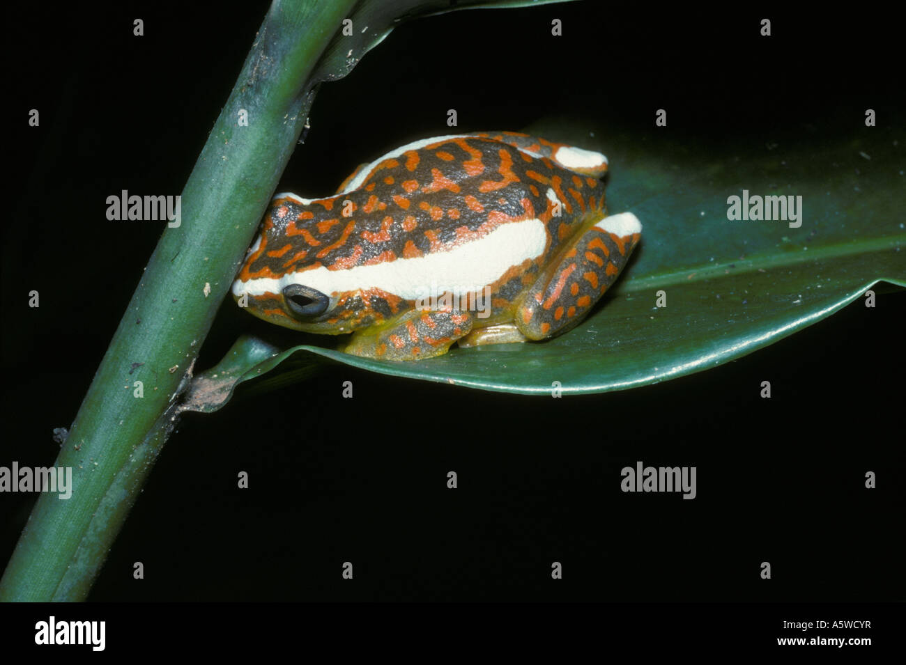 African reed frogs hi-res stock photography and images - Alamy