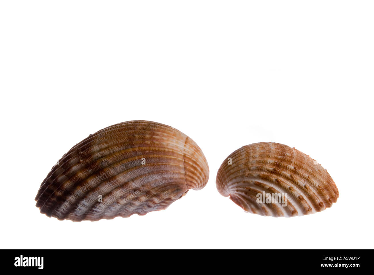 Two ribbed bivalve shells isolated on a white background Stock Photo ...