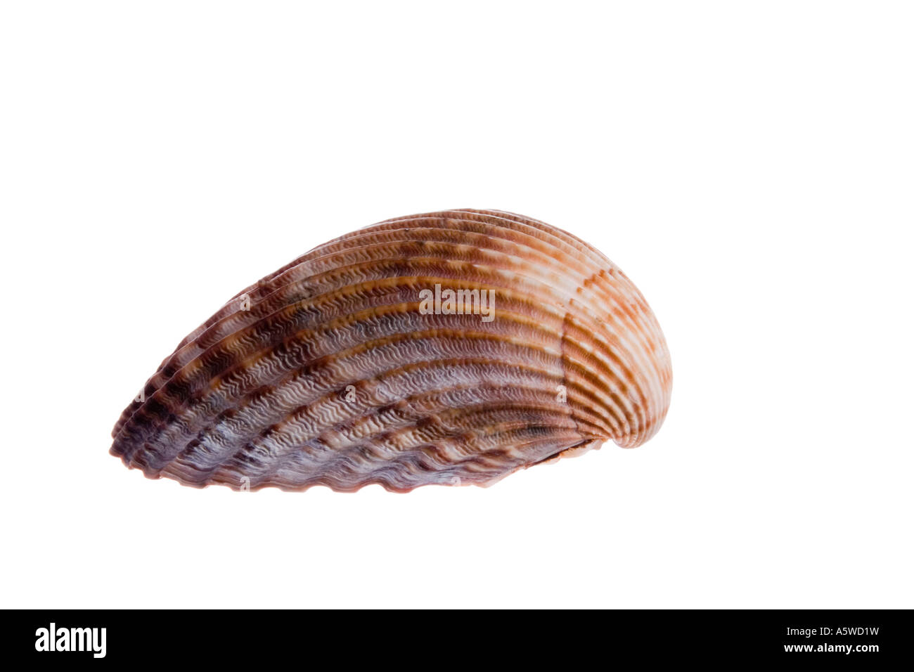 Ribbed bivalve shell isolated on a white background Stock Photo - Alamy