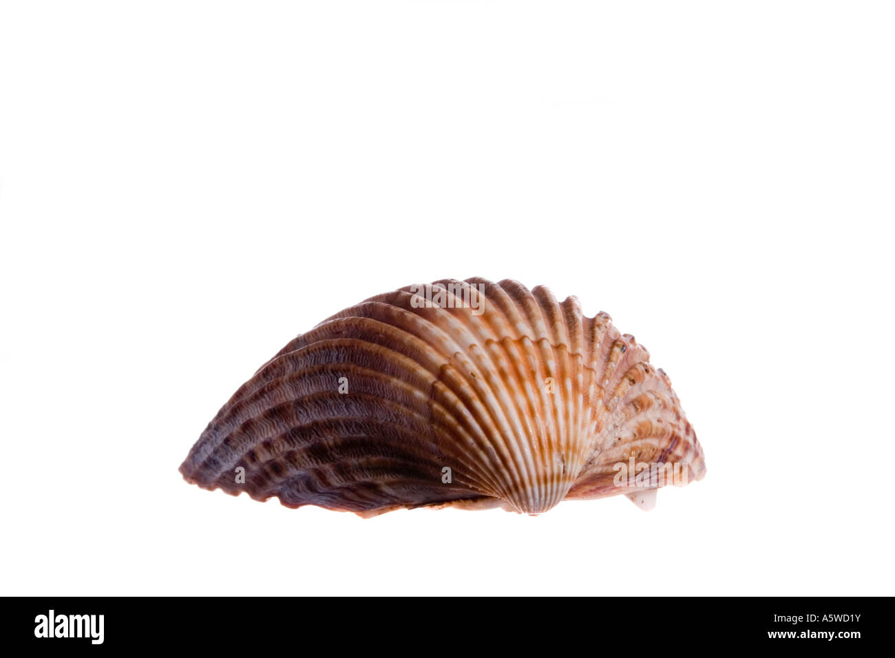 Marine bivalve hi-res stock photography and images - Alamy