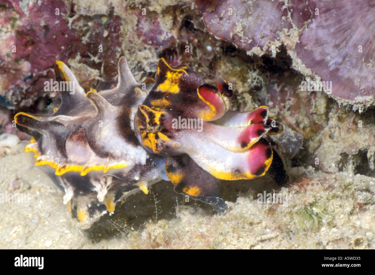 Flamboyant Cuttlefish Metasepia pfefferi Mabul Island Malaysia Stock ...