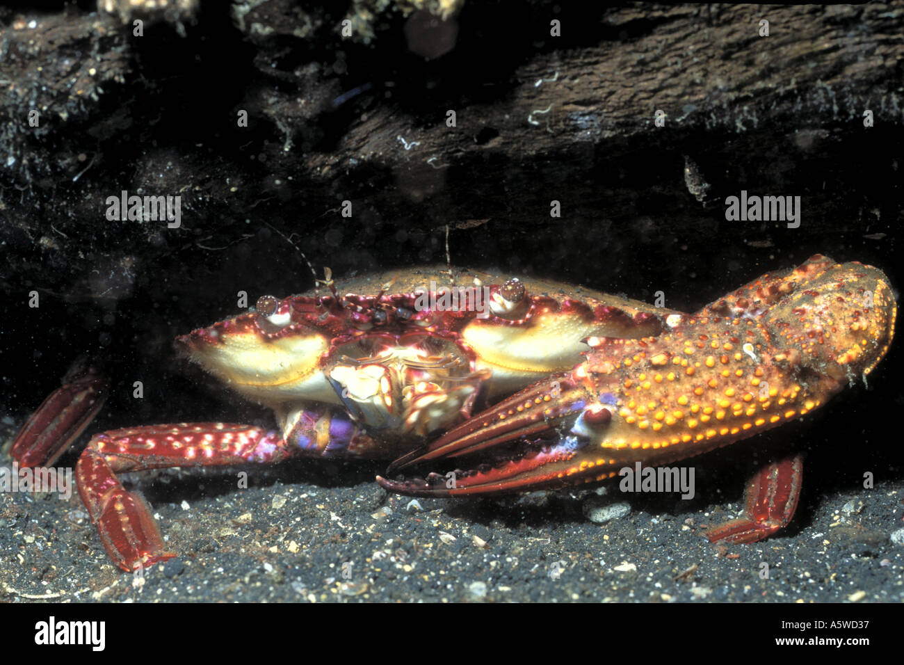 Swimming Crab Charybdis sp Lembeh Straits Indonesia Stock Photo - Alamy