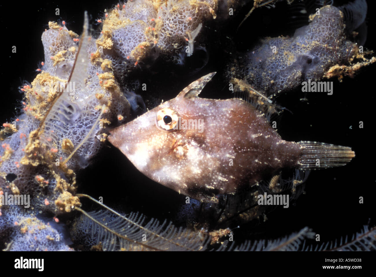 Whitebar Filefish Paramonacanthus choirocephalus Lembeh Straits ...