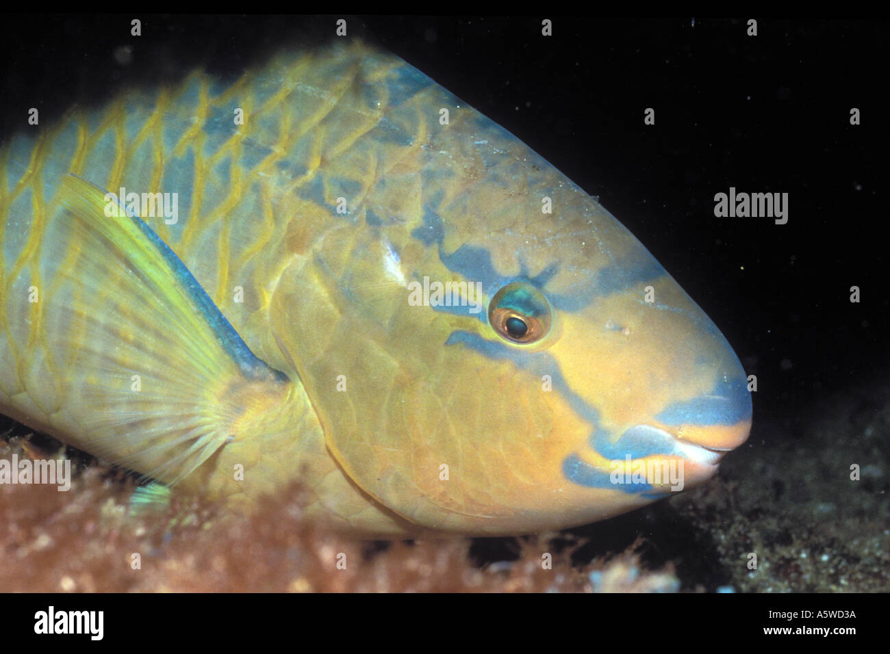 Bluechin Parrotfish night colors Scarus ghobban Sea of Cortez Mexico ...