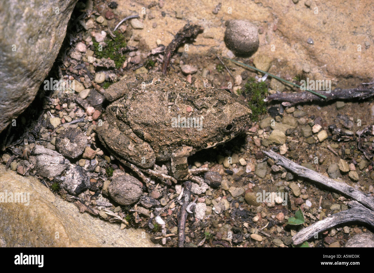 Pleurodema marmorata hi-res stock photography and images - Alamy