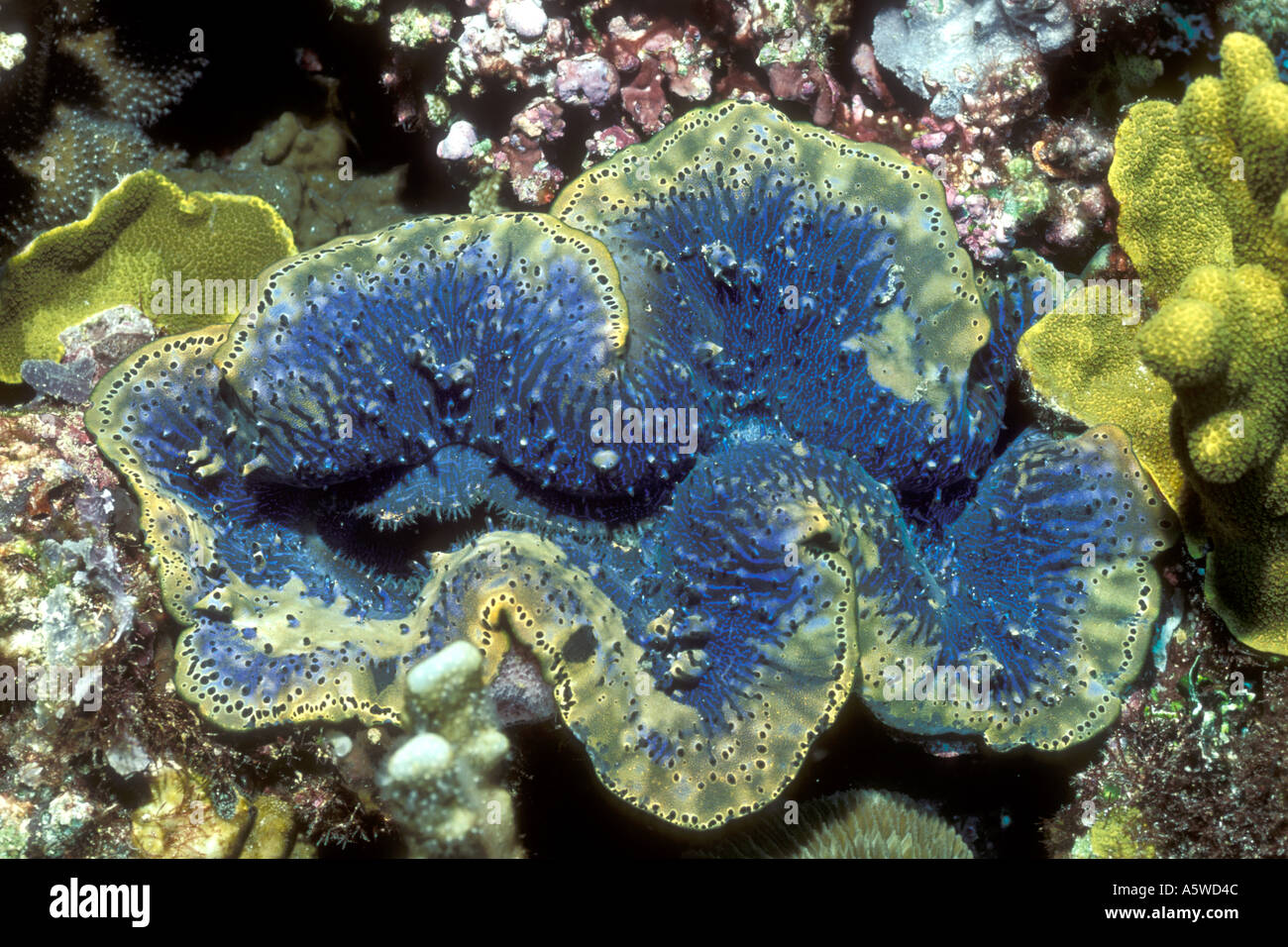 Giant Clam Tridacna sp Solomon Islands Stock Photo - Alamy