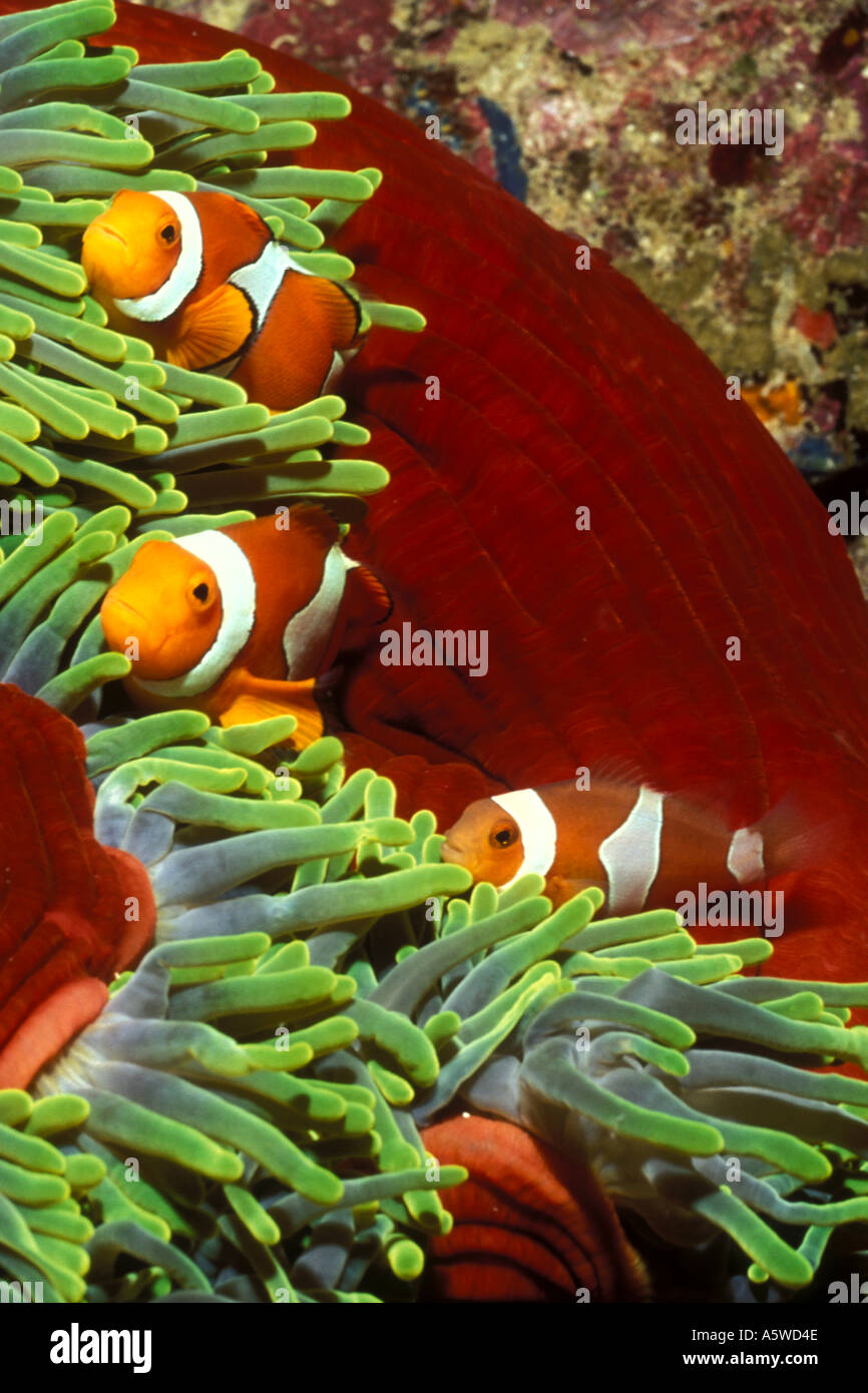 Three Clown Anemonefish in Sea Anemone Amphiprion percula Solomon ...