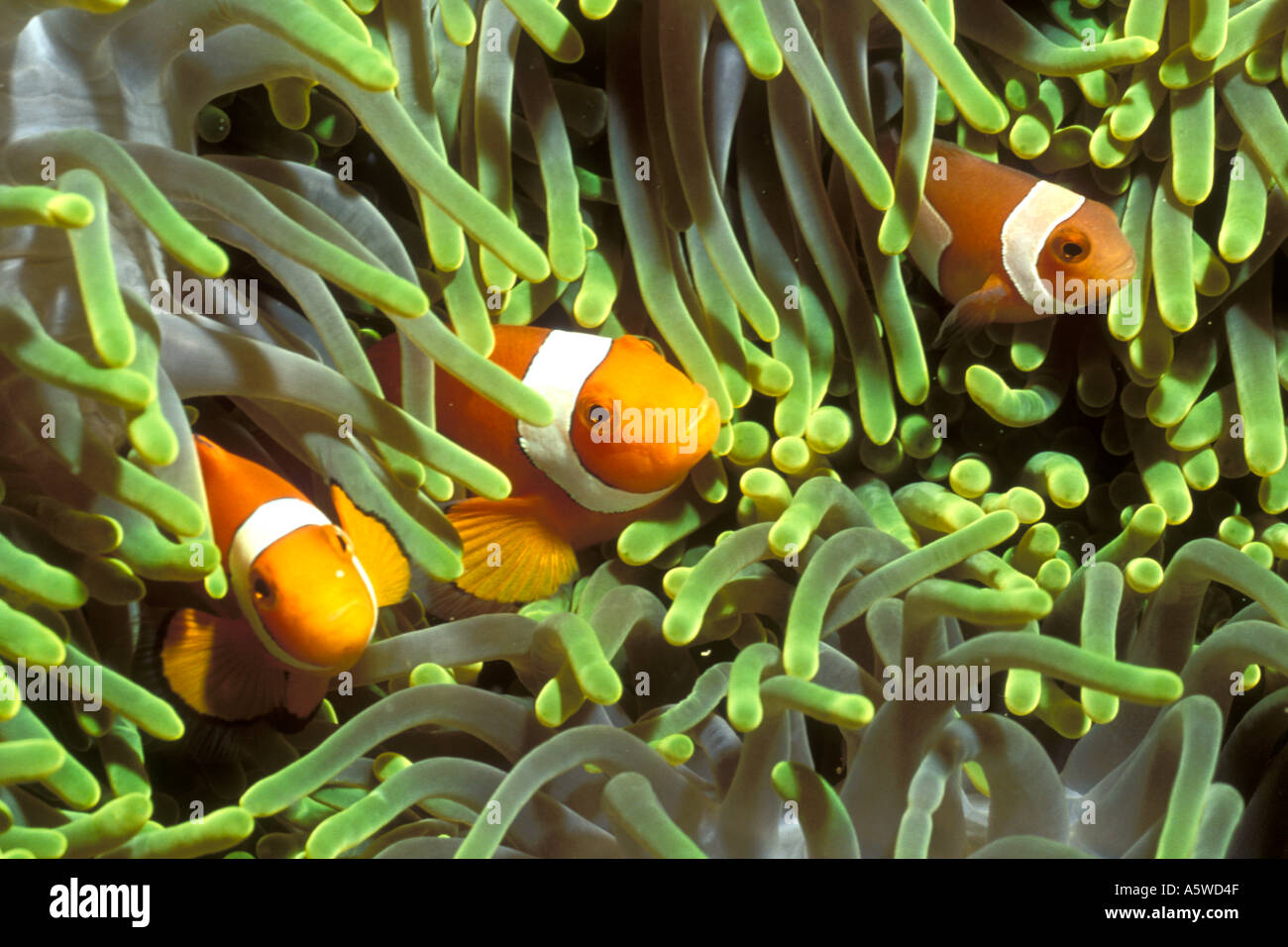 Three Clown Anemonefish in Sea Anemone Amphiprion percula Solomon ...