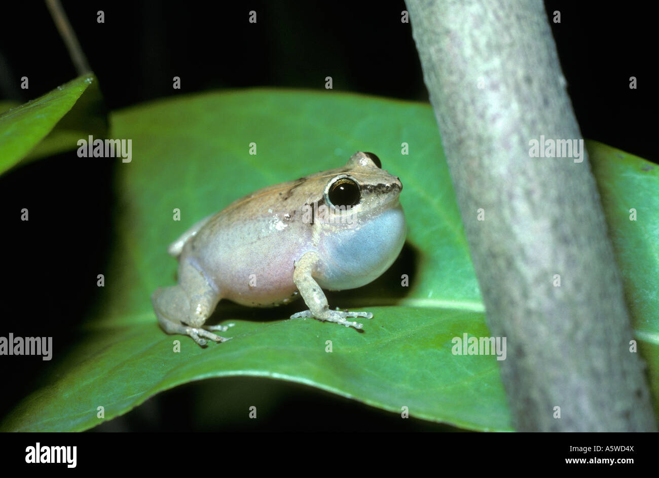 Caribbean leaf frog / Martinique Robber Frog Eleutherodactylus ...