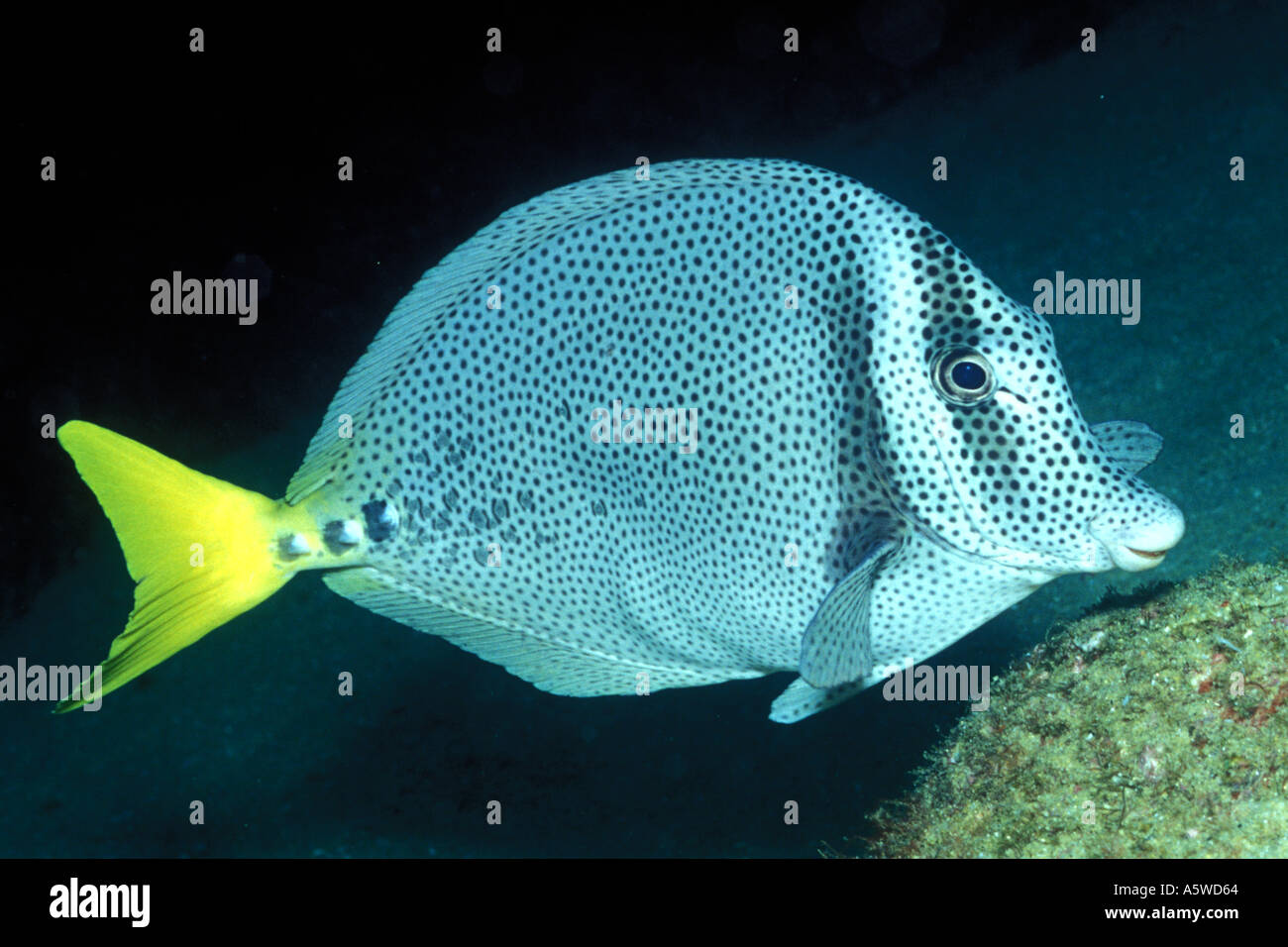 Yellow Surgeonfish Prionurus punctatus Sea of Cortez Mexico Stock Photo ...
