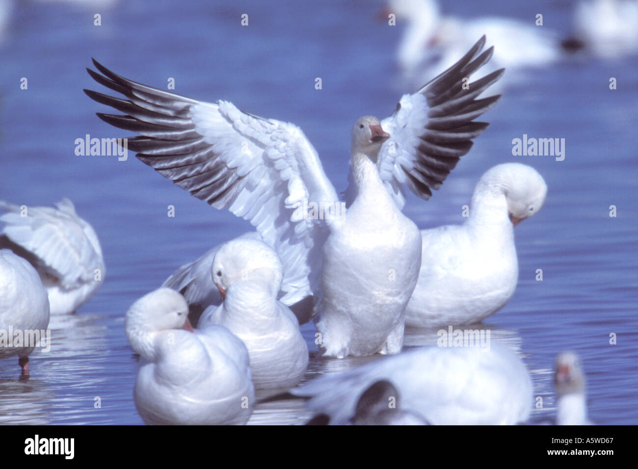 Snow Goose flapping wings Chen caeulescens Bosque de Apache NWR New ...