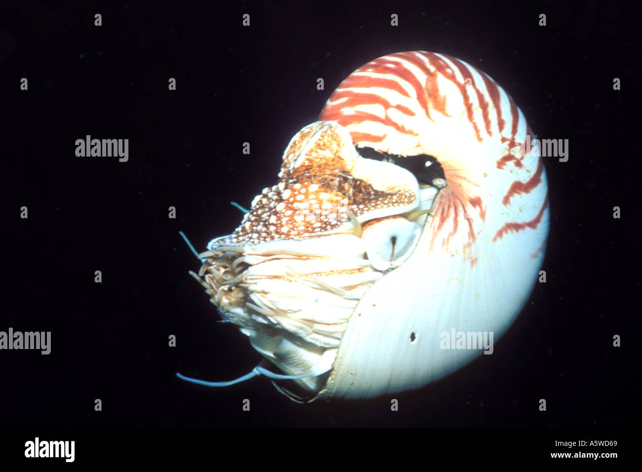 Chambered Nautilus Nautilus pompilius Papua New Guinea Stock Photo - Alamy