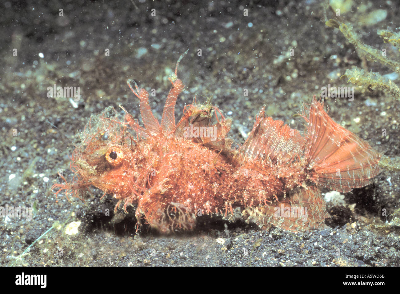 Ambon Scorpionfish Pteroidichthys amboinensi Lembeh Straits Indonesia ...