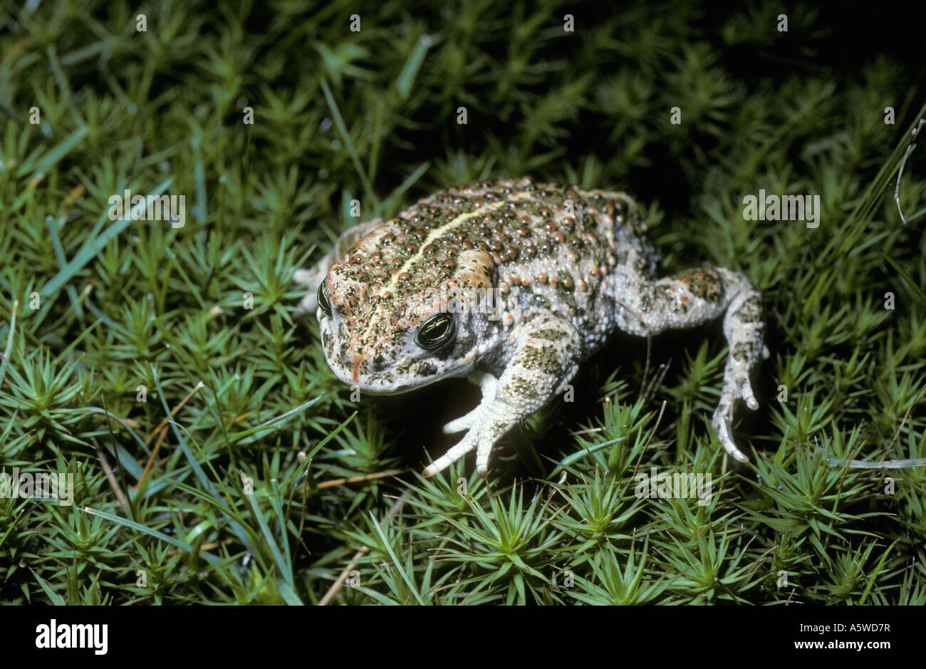 Natterjack toads uk hi-res stock photography and images - Alamy