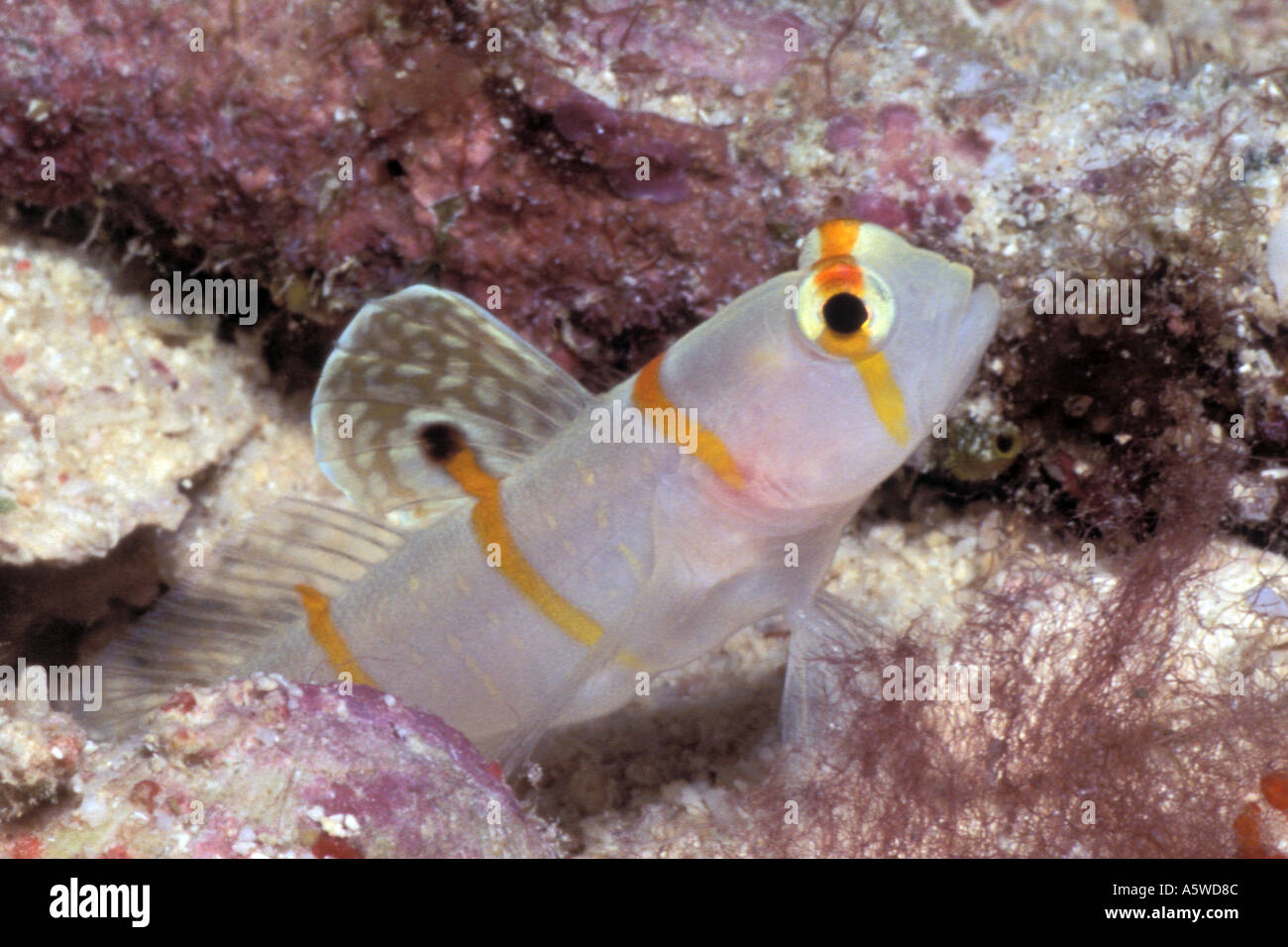 Randall s Shrimpgoby Amblyeleoctris randalli Solomon Islands Stock ...