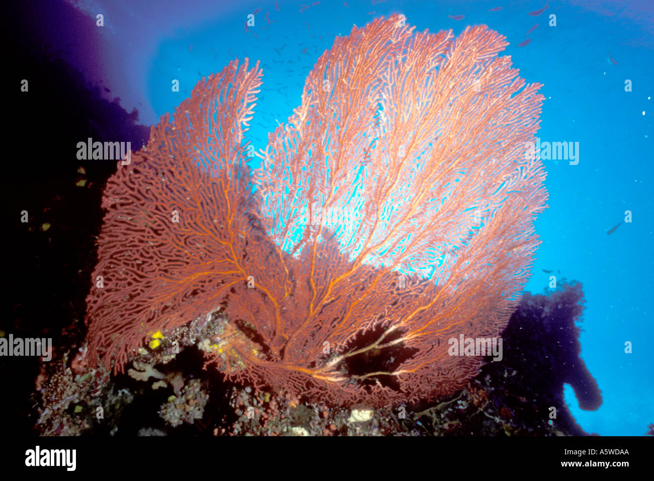 Gorgonian Sea Fan Gorgonia sp Solomon Islands Stock Photo - Alamy
