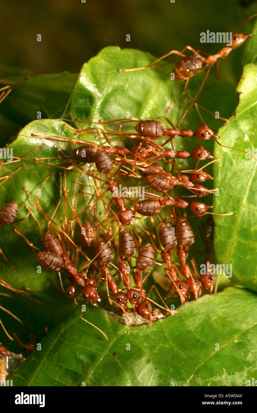 African weaver ants Oecophylla longinoda holding leaves together to ...
