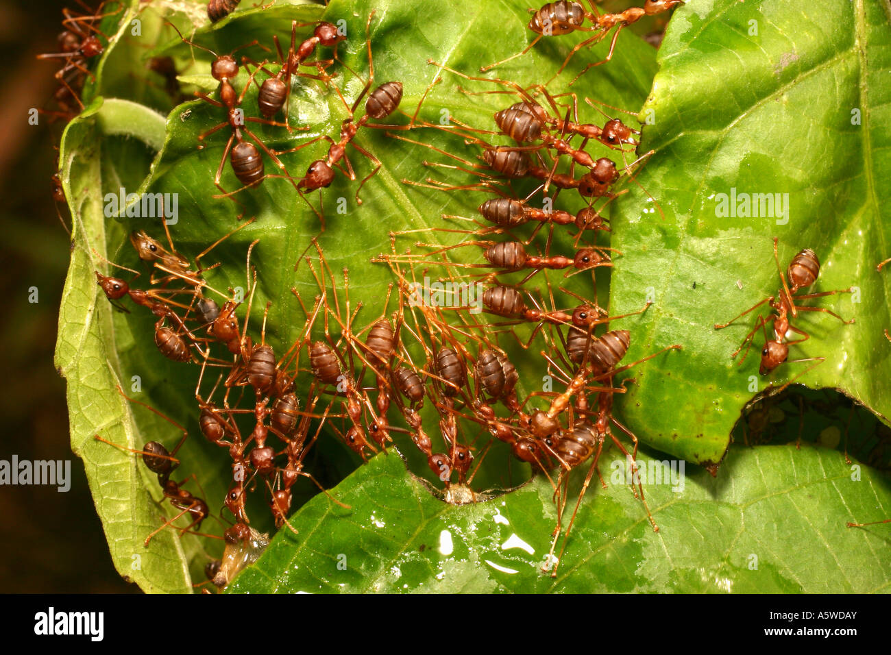 African weaver ants Oecophylla longinoda workers making a nest Togo ...