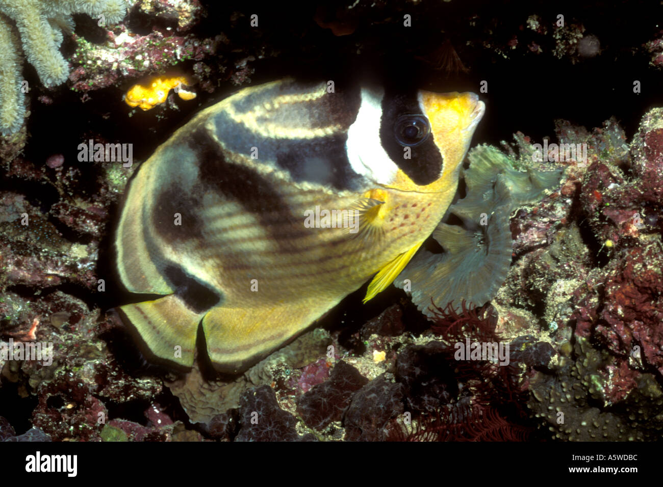 Raccoon Butterflyfish Chaetodon lunula Solomon Islands Stock Photo - Alamy