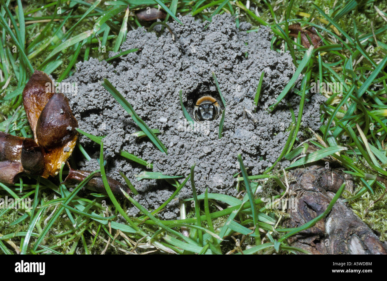 Solitary bee Andrena nigroaenea female leaving her nest burrow in a ...