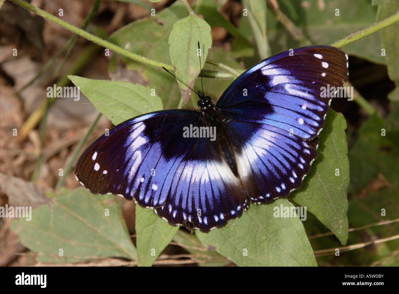 Blue diadem butterfly Hypolimnas salmacis Nymphalidae male basking in ...