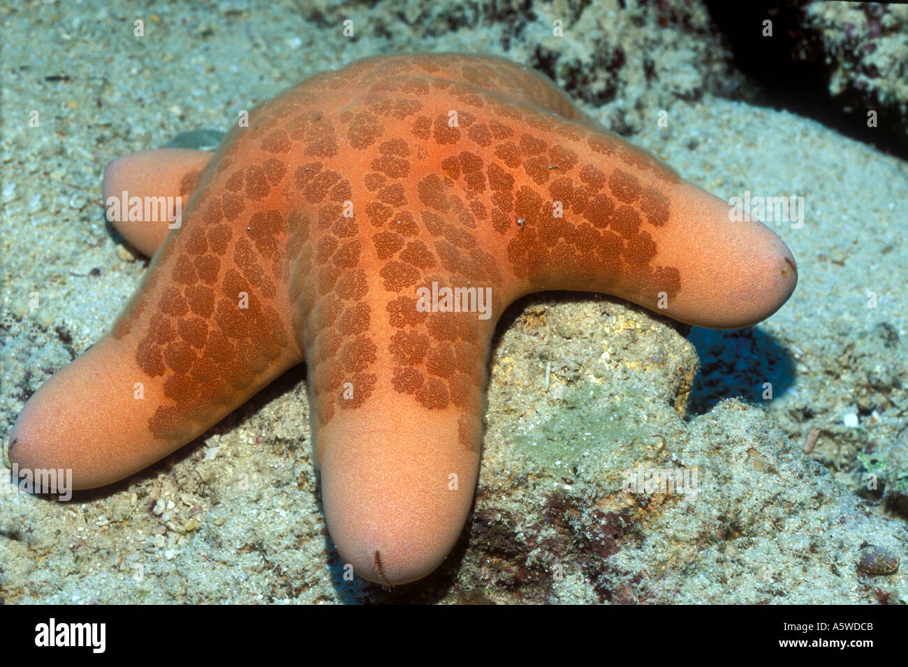Starfish Choriaster granulatus Solomon Islands Stock Photo - Alamy