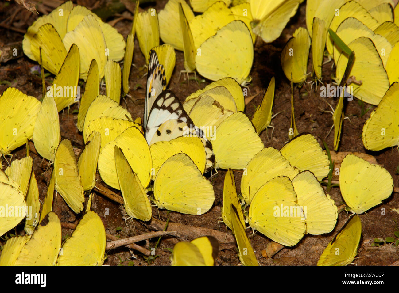 Common grass yellow butterflies Eurema hecabe Pieridae puddling in ...