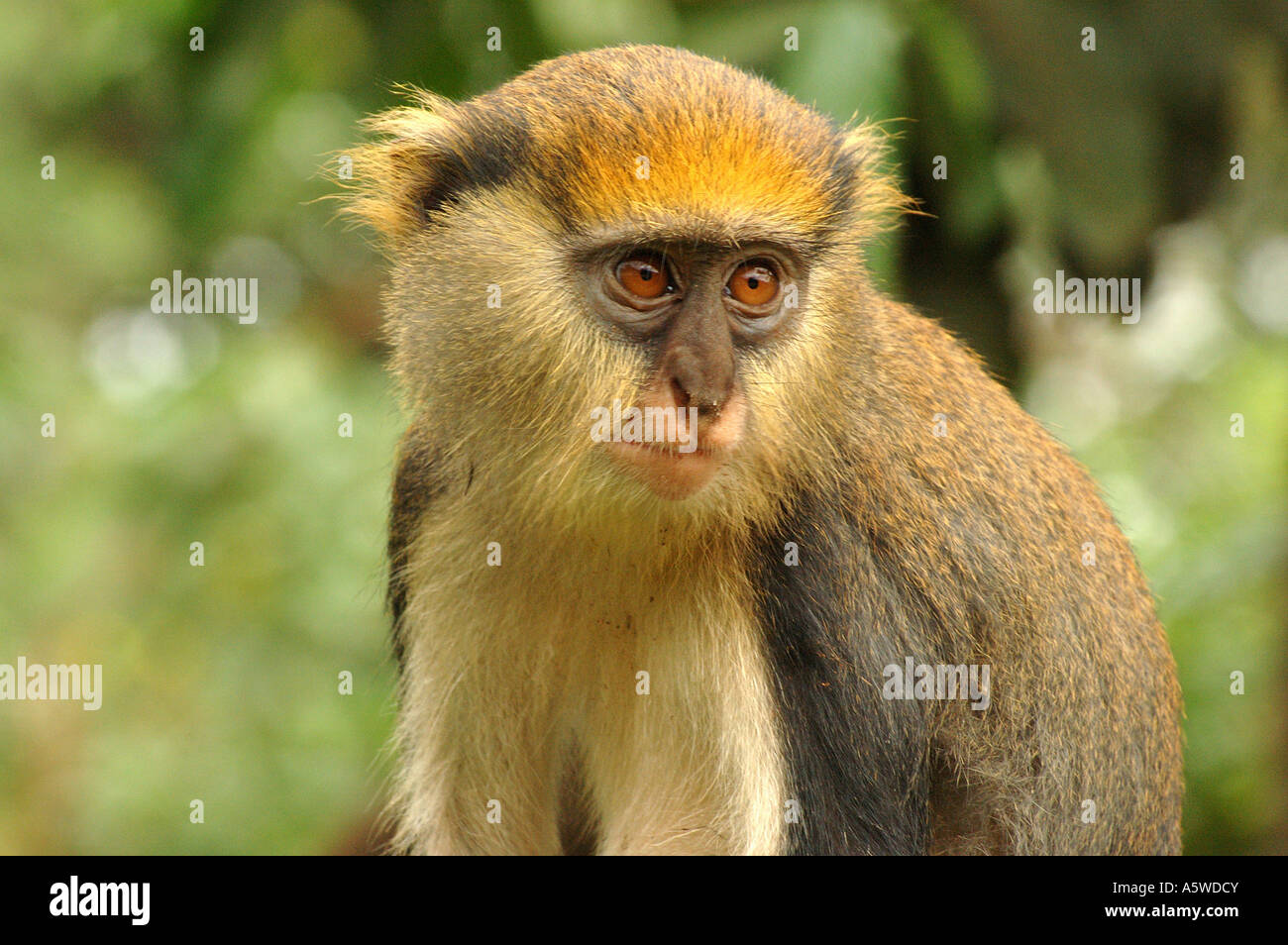 Campbell s mona monkey Cercopithecus mona campbelli in rainforest Ghana ...