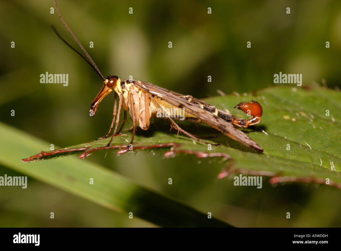 Common scorpion flies hi-res stock photography and images - Alamy