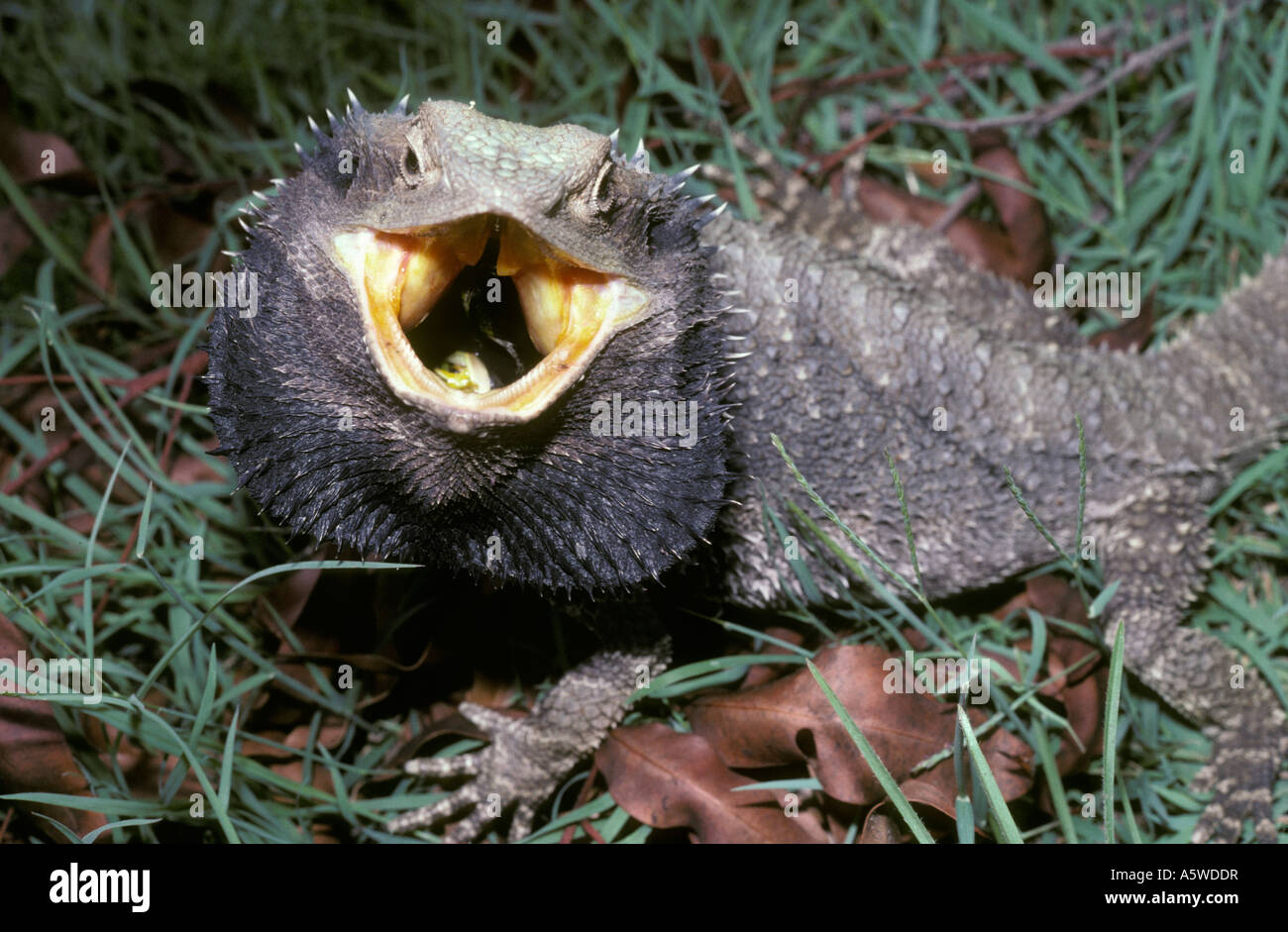 Bearded dragon lizard defensive display Australia Stock Photo - Alamy