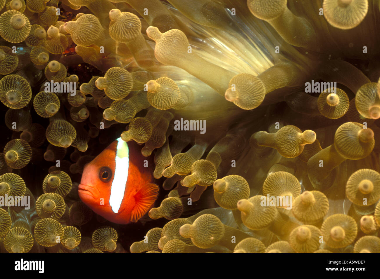 Tomato Anemonefish in Bulb tenacle Sea Anemone Amphiprionn frenatus in ...