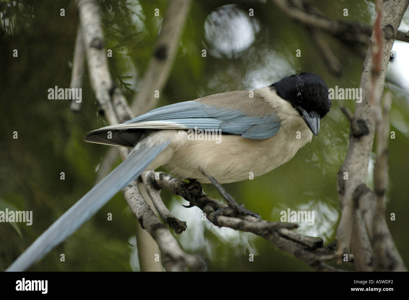 Chinese magpie hi-res stock photography and images - Alamy
