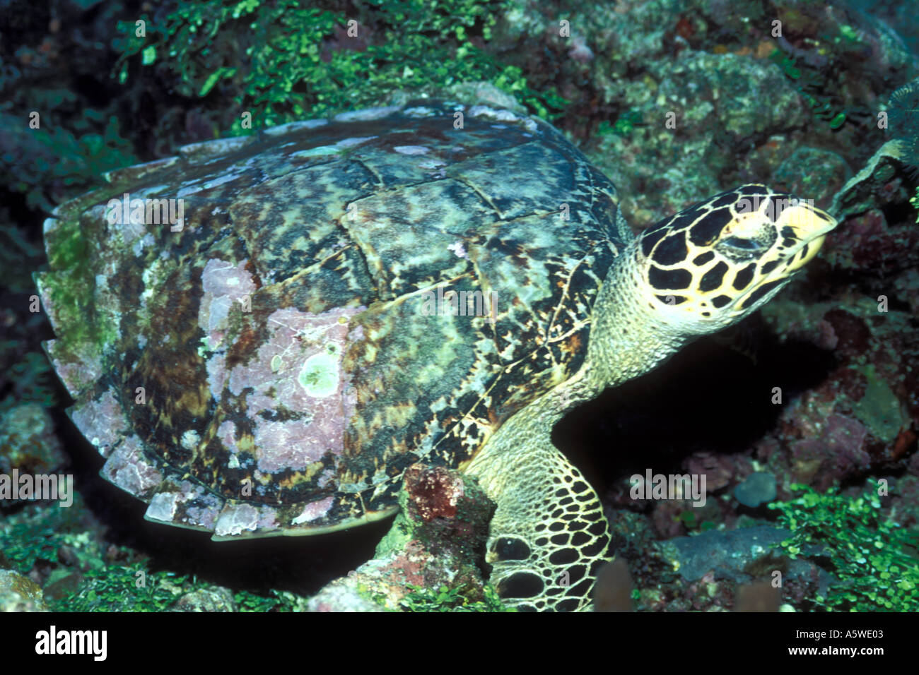 Hawksbill Turtle Eretmochelys imbricata Solomon Islands Stock Photo - Alamy