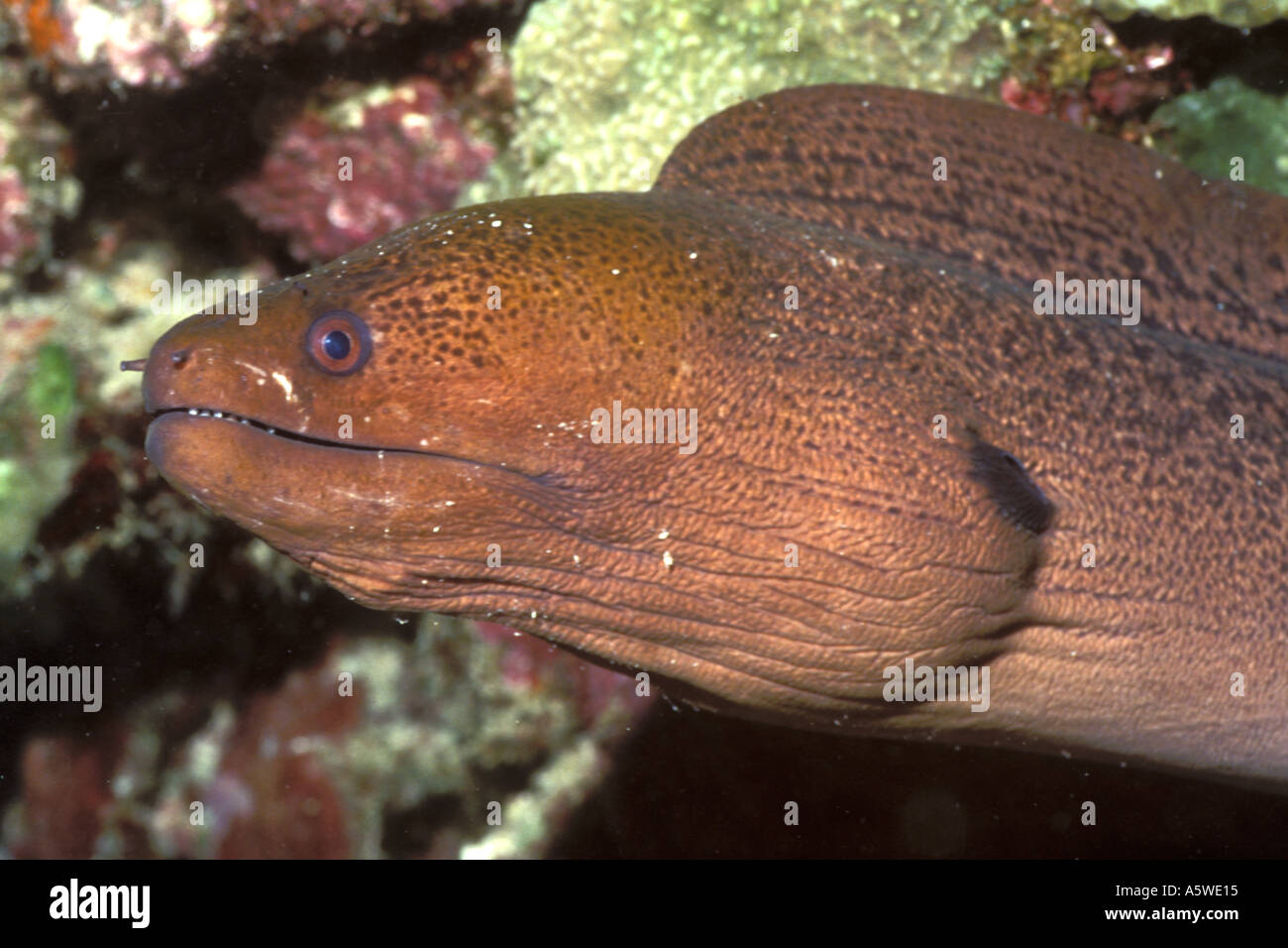 Undulated moray hi-res stock photography and images - Alamy