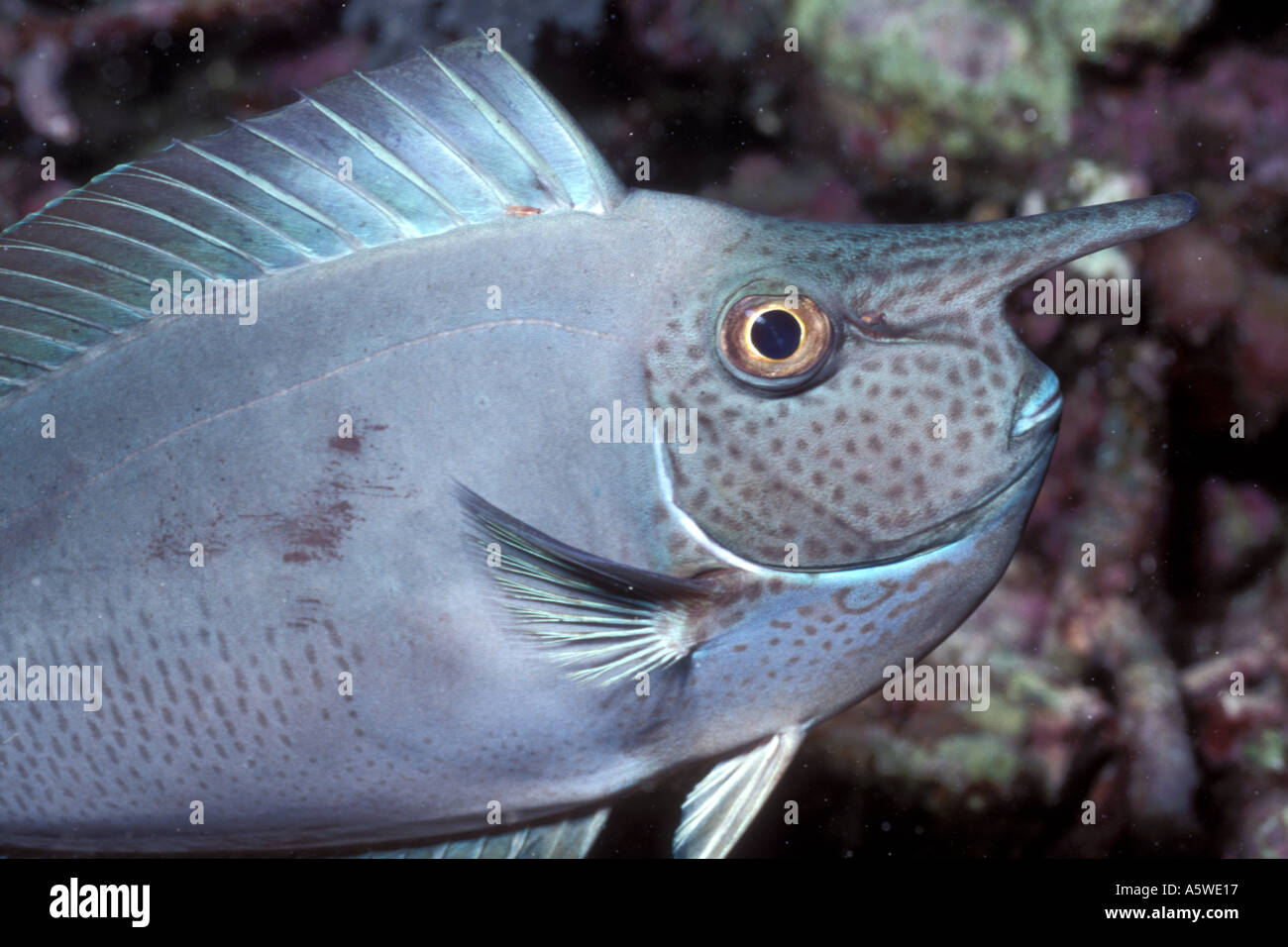 Spotted Unicornfish closeup Naso brevirostris Solomon Islands Stock ...