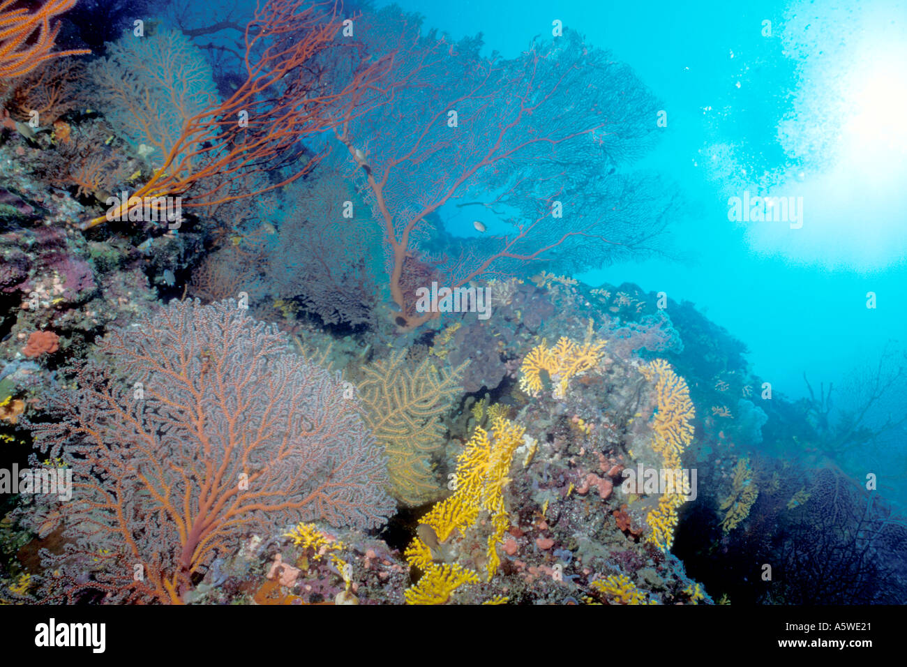 Reef scenic with Giant Sea Fans Solomon Islands Stock Photo - Alamy