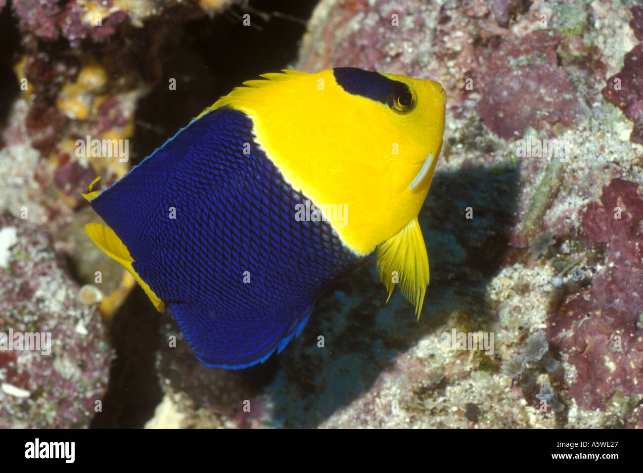 Bicolor Angelfish Centropyge bicolor Solomon Islands Stock Photo - Alamy