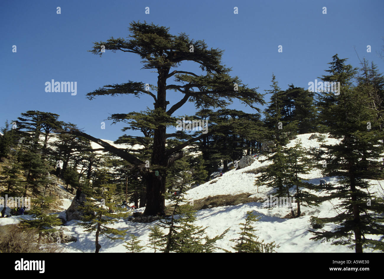 Snow on the Lebanese Cedar trees covering the hillside during spring ...