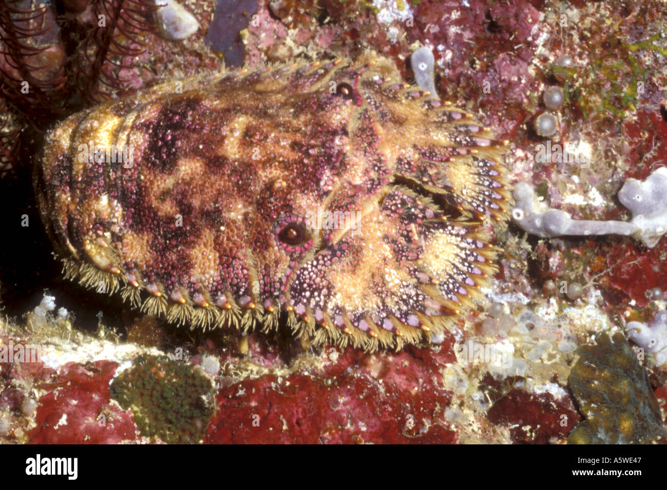 Slipper Lobster Parrbacus caledonicus Solomon Islands Stock Photo - Alamy