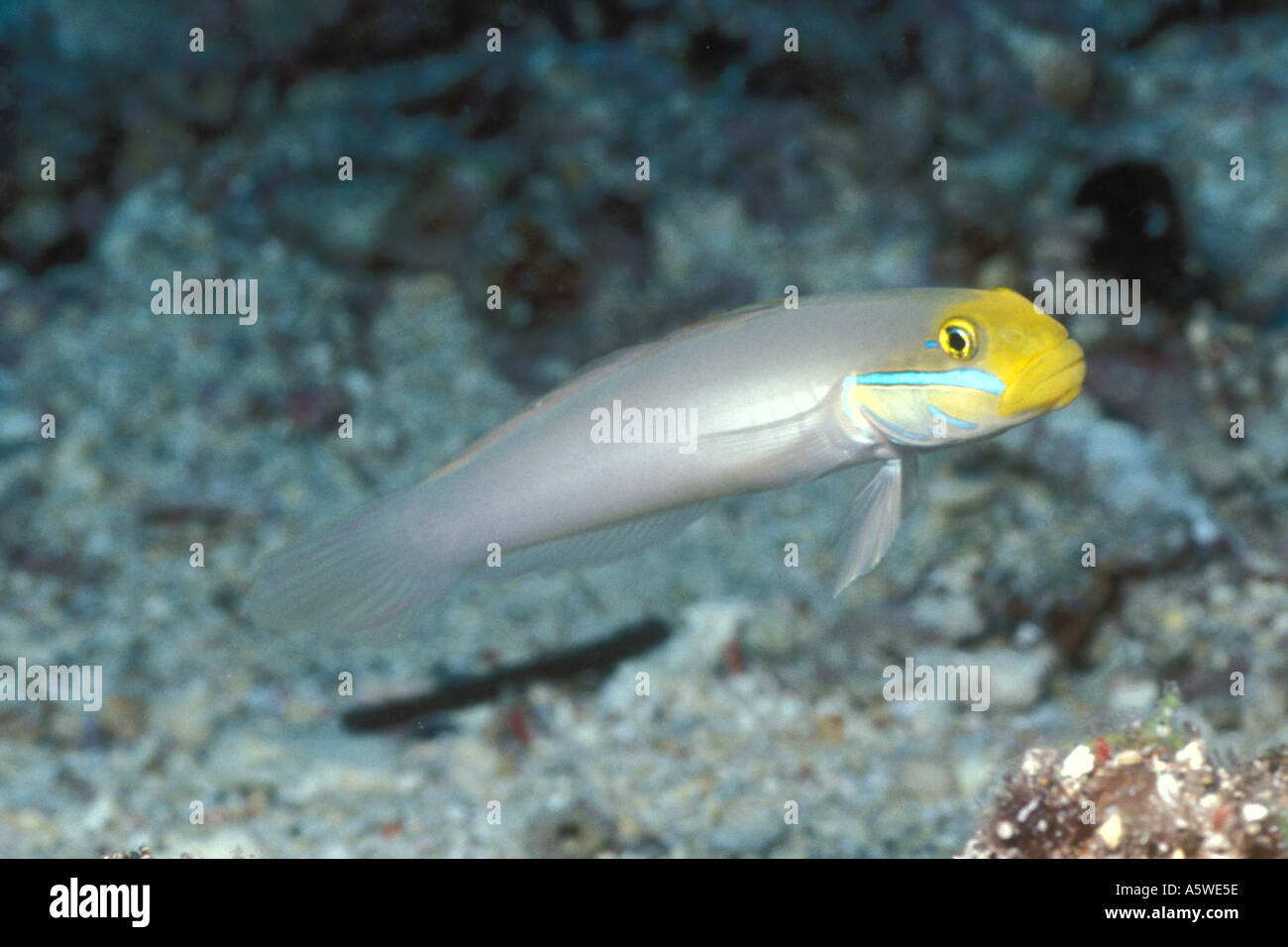 Blueband Goby Valenciennea strigata Solomon Islands Stock Photo - Alamy